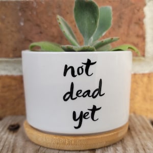 Sassy Sayings Ceramic Plant Pot, Succulent Plant Pots With Sayings ...