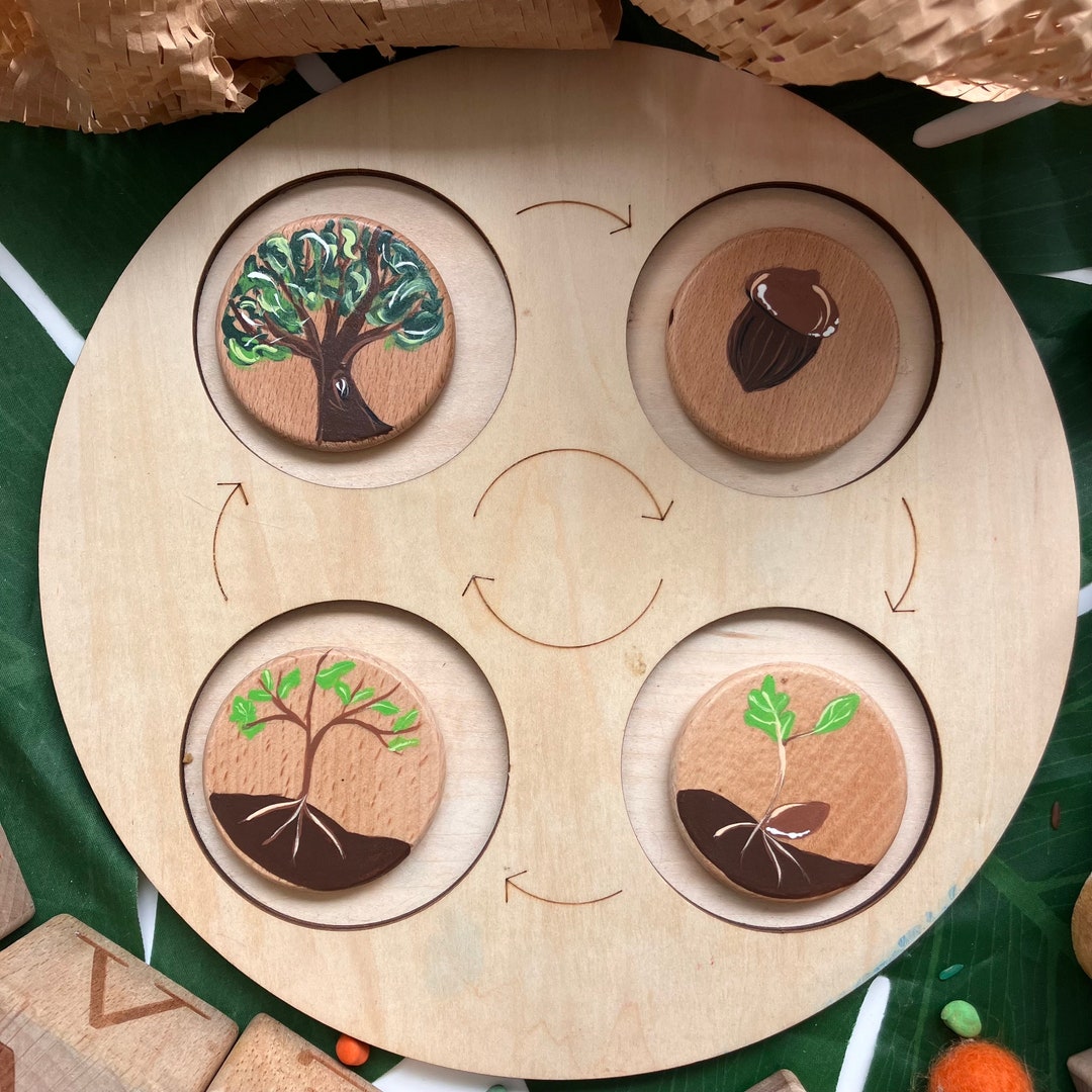 Oak Lifecycle/acorn/autumn/early Years Learning Resources - Etsy