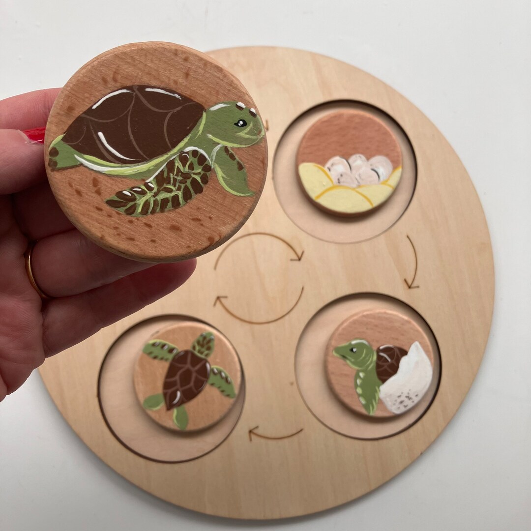 Turtle Life Cycle Disc Set - Etsy