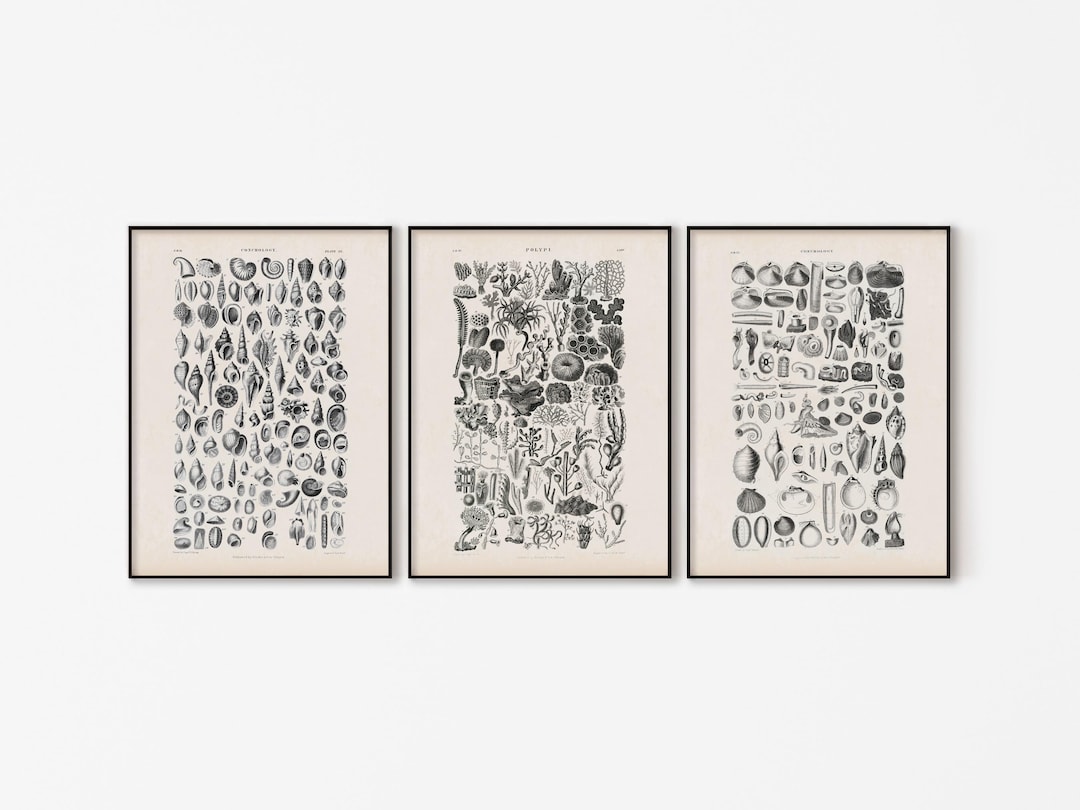 Vintage Shells Chart Print Set: Marine Biology Posters Digital Download ...