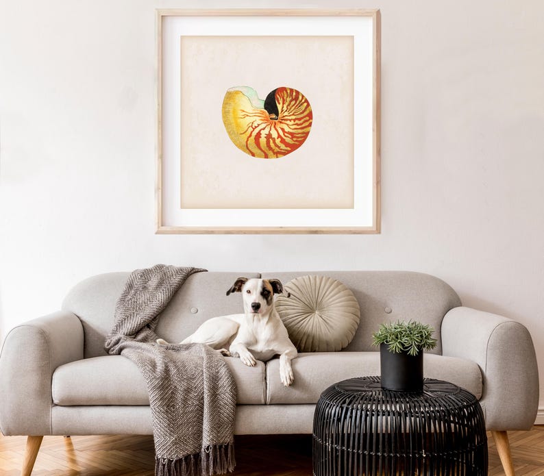 Vintage Sea Shells Art Prints Set of 9: Square Gallery Wall Set Digital ...