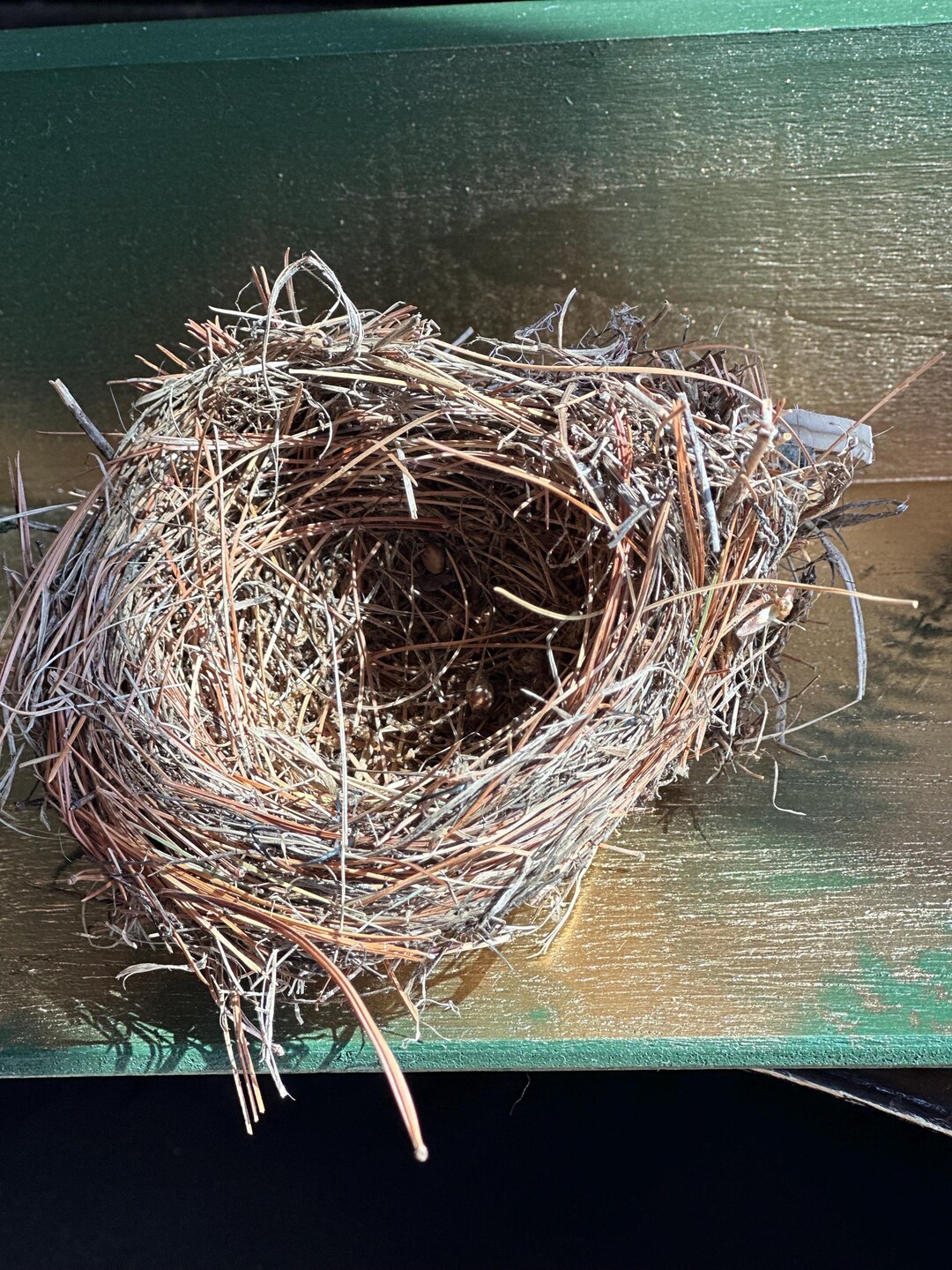 Real Bird Nest 4x4 Crafts Display - Etsy