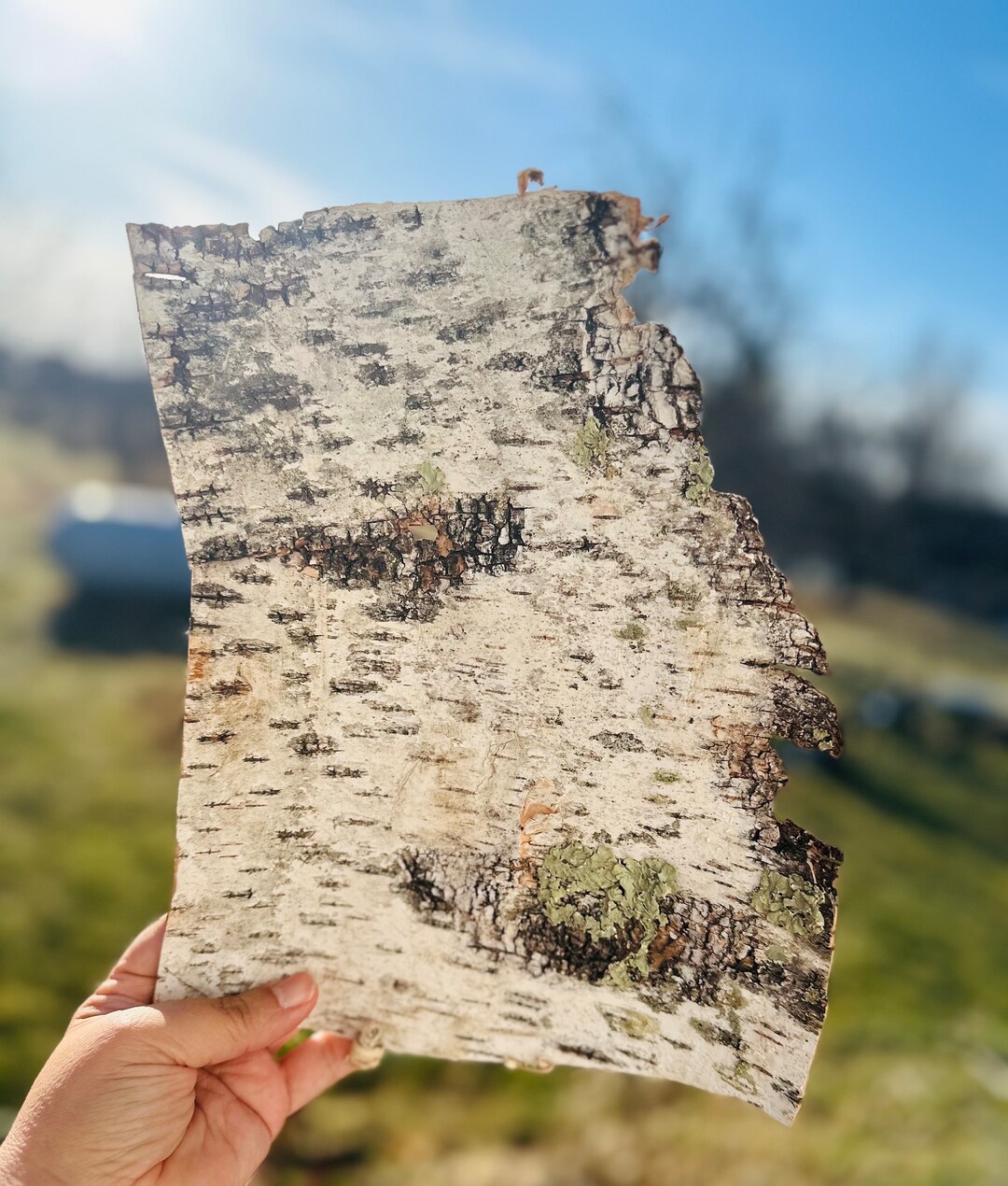 Real White Birch Bark, Birch Bark Sheets, Approximately 12 Inches Long ...