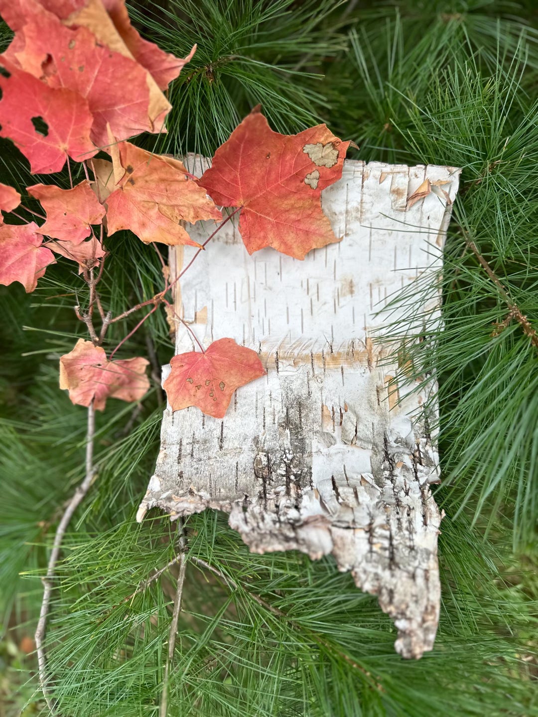 Real White Birch Bark, Birch Bark Sheets, Approximately 9 Inches Long ...