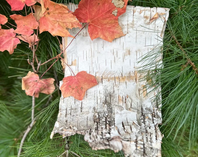 Real White Birch Bark, Birch Bark Sheets, Approximately 9 Inches Long ...