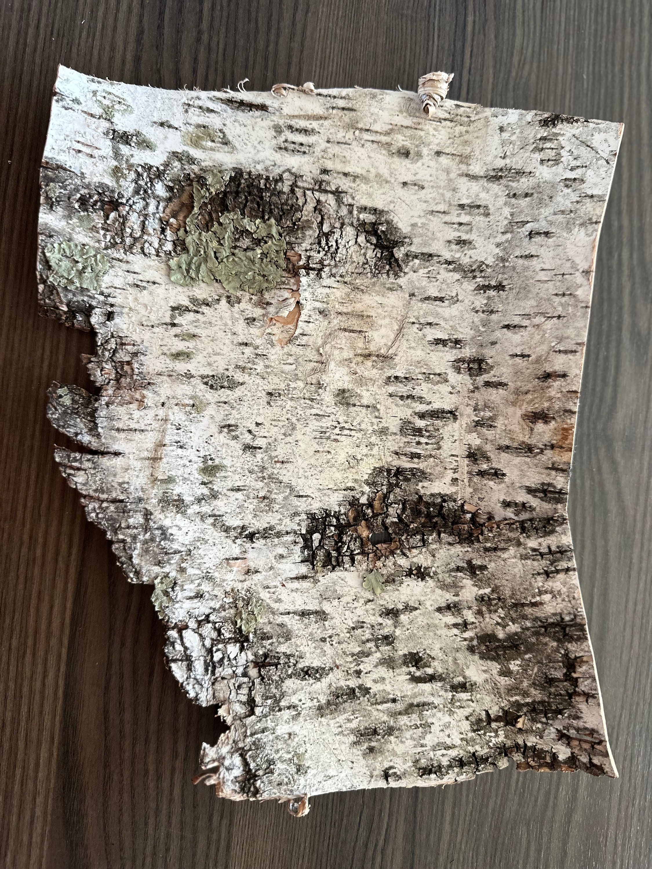 Real White Birch Bark, Birch Bark Sheets, Approximately 12 Inches Long ...