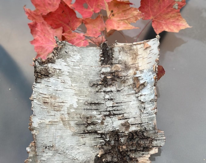 Real White Birch Bark Sheet: Minnesota Hobby Farm Craft Supply (8.5x7 ...