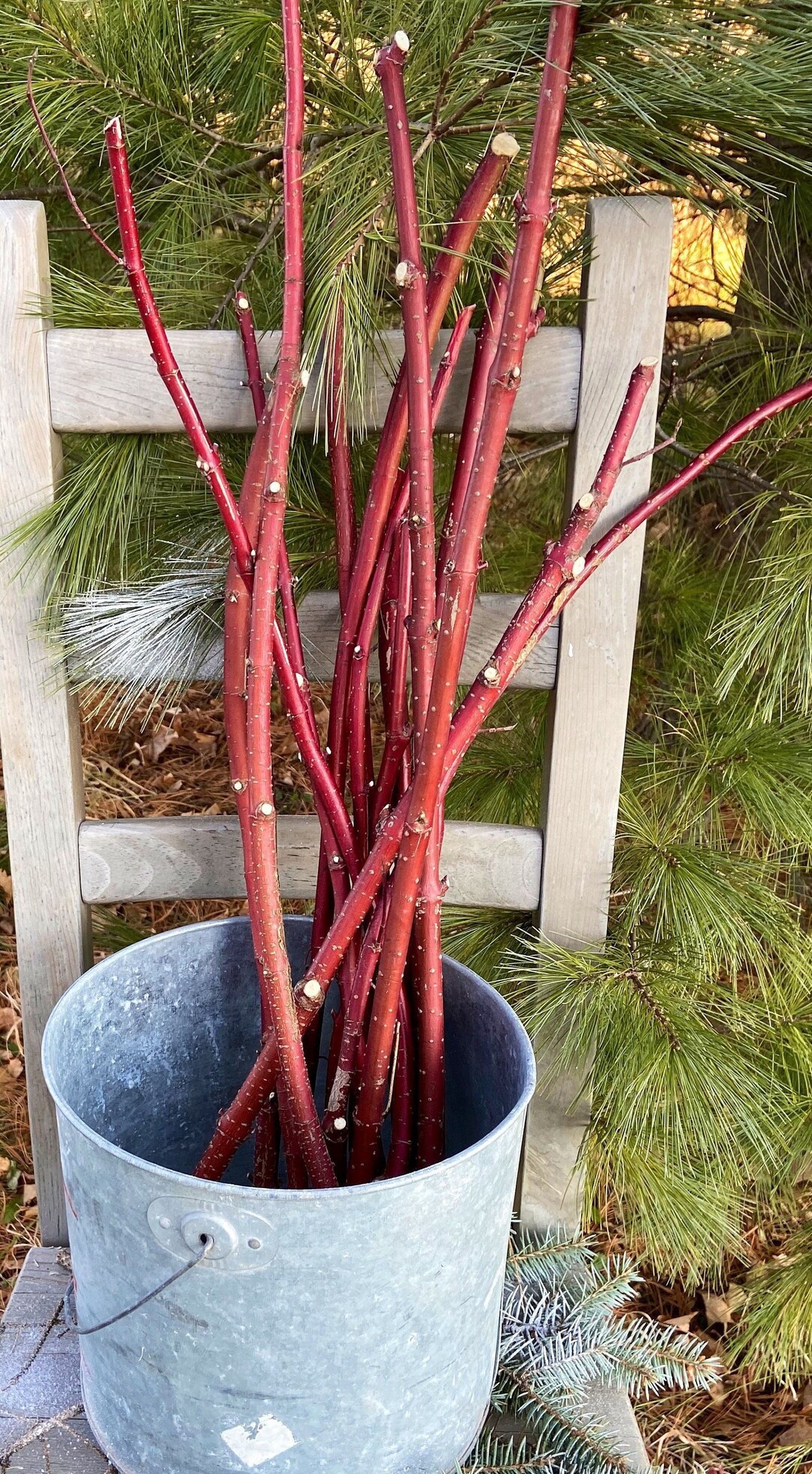 Red Osier Dogwood Sticks (15-18”), Floral Arrangement Supplies - Etsy