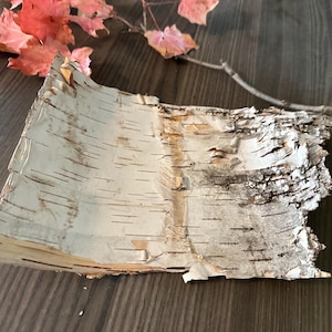 Real White Birch Bark, Birch Bark Sheets, Approximately 9 Inches Long ...