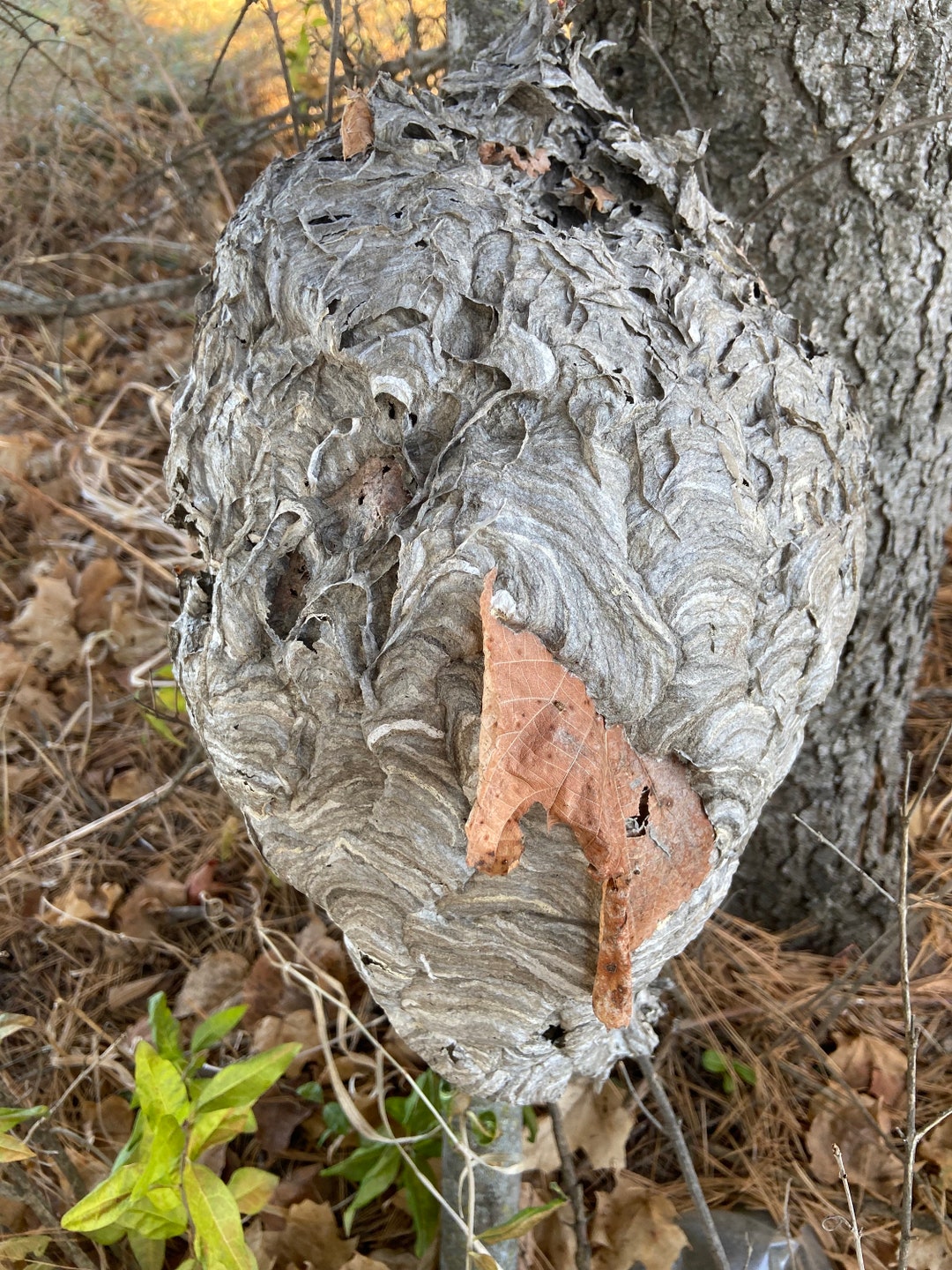 Genuine Paper Wasp Nest Paper Wasp Nest LARGE - Etsy