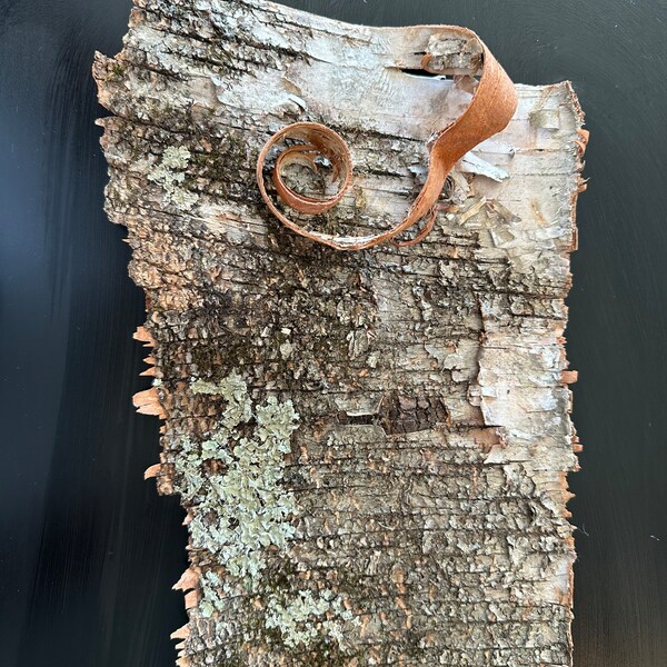 Birch Bark Sheets - Etsy