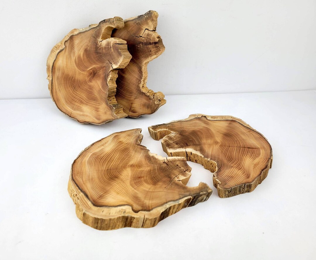 Quirky Yew Wood Slabs Natural Yew Wood Slices, Coster, Woodworking ...