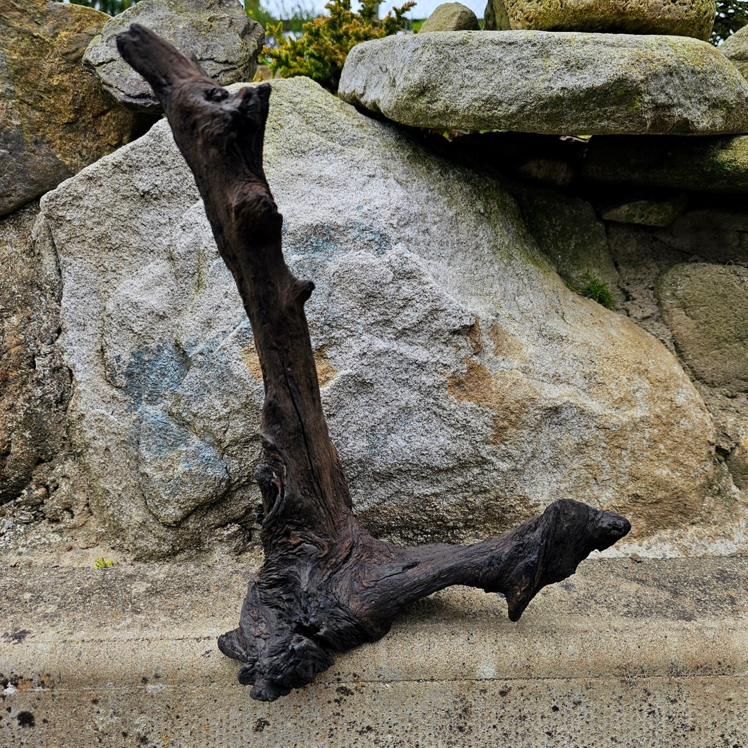 Natural Irish Bog Oak Wood Piece Raw Root Bog Wood Ancient 5000 Years ...