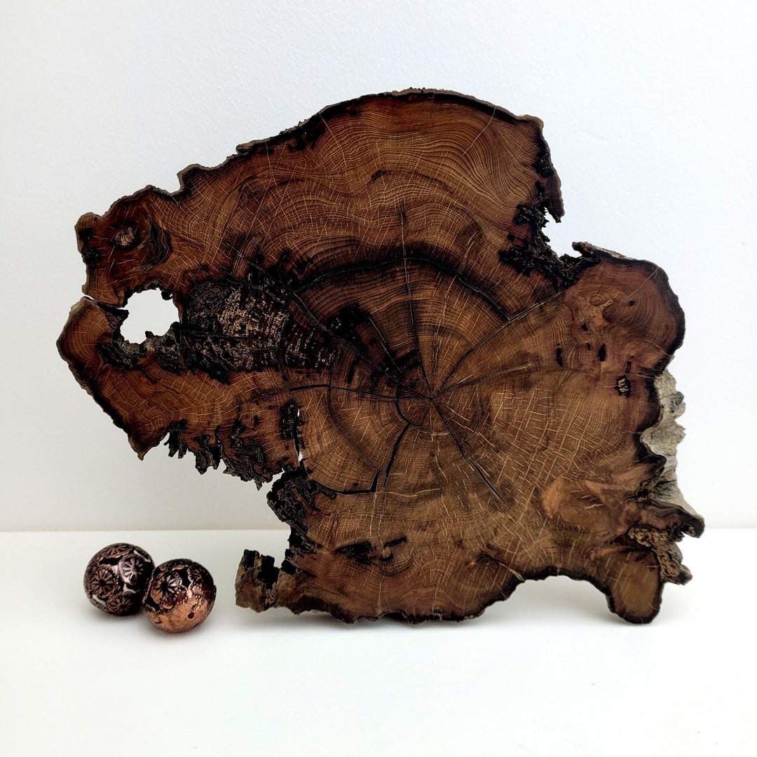 Ancient Bog Yew Wood Slab Irish Bog Yew Wood Slice 3000-8000 Years Old ...