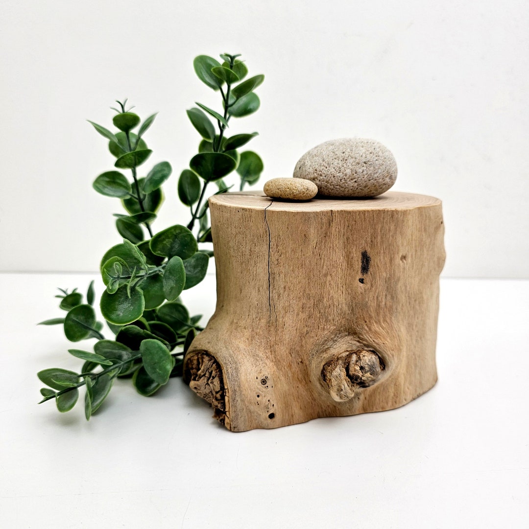 Natural Elder Tree Stump, Small Raw Wood Log, Decorative Wood ...