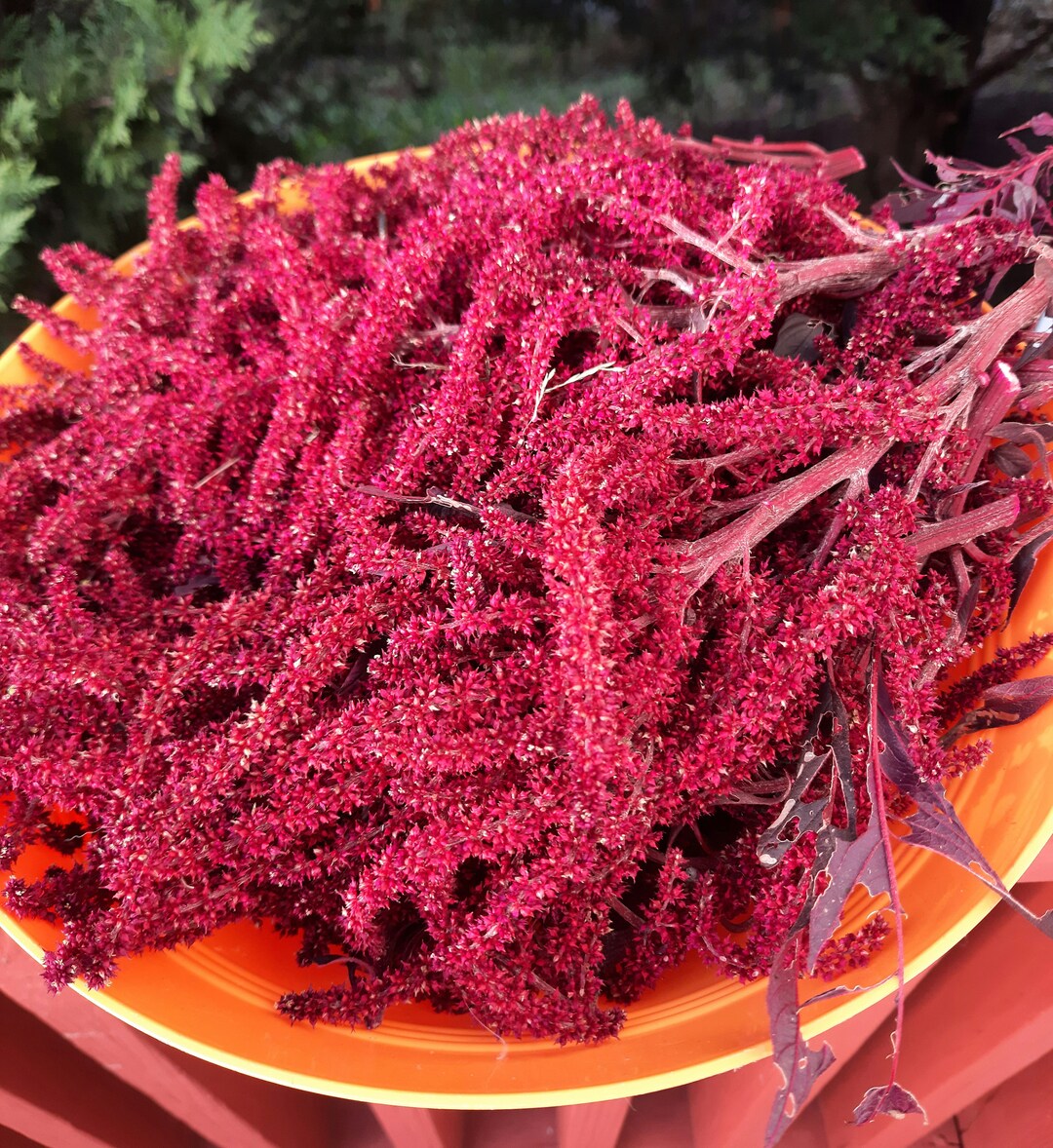 Hopi Red Dye Amaranth Seeds - Etsy