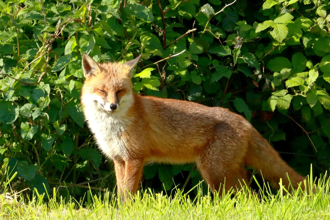 Fox Taking in the Sun A4 Print - Etsy