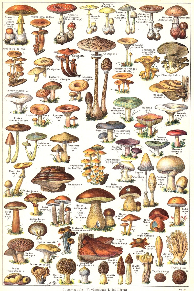 Vintage Nature Taxonomy Poster Mushrooms and Fungi Printable Digital ...