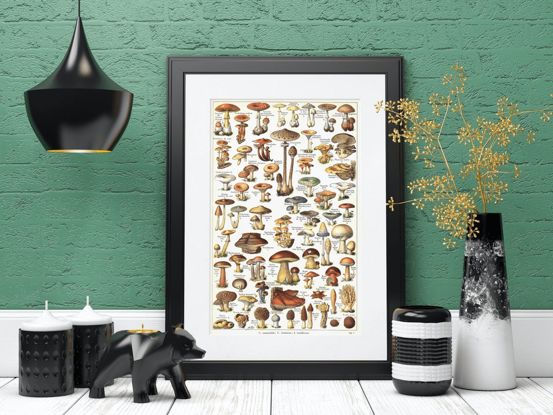 Vintage Nature Taxonomy Poster Mushrooms and Fungi Printable Digital ...