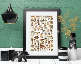 Vintage Nature Taxonomy Poster Mushrooms and Fungi - Etsy