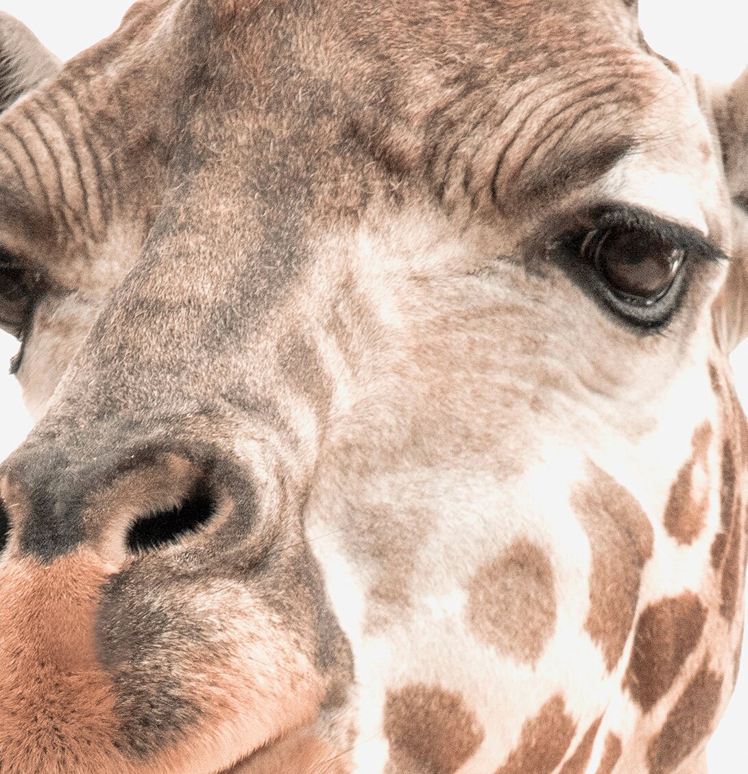 Giraffe Print, Giraffe Digital Download, Safari Nursery Wall Art ...