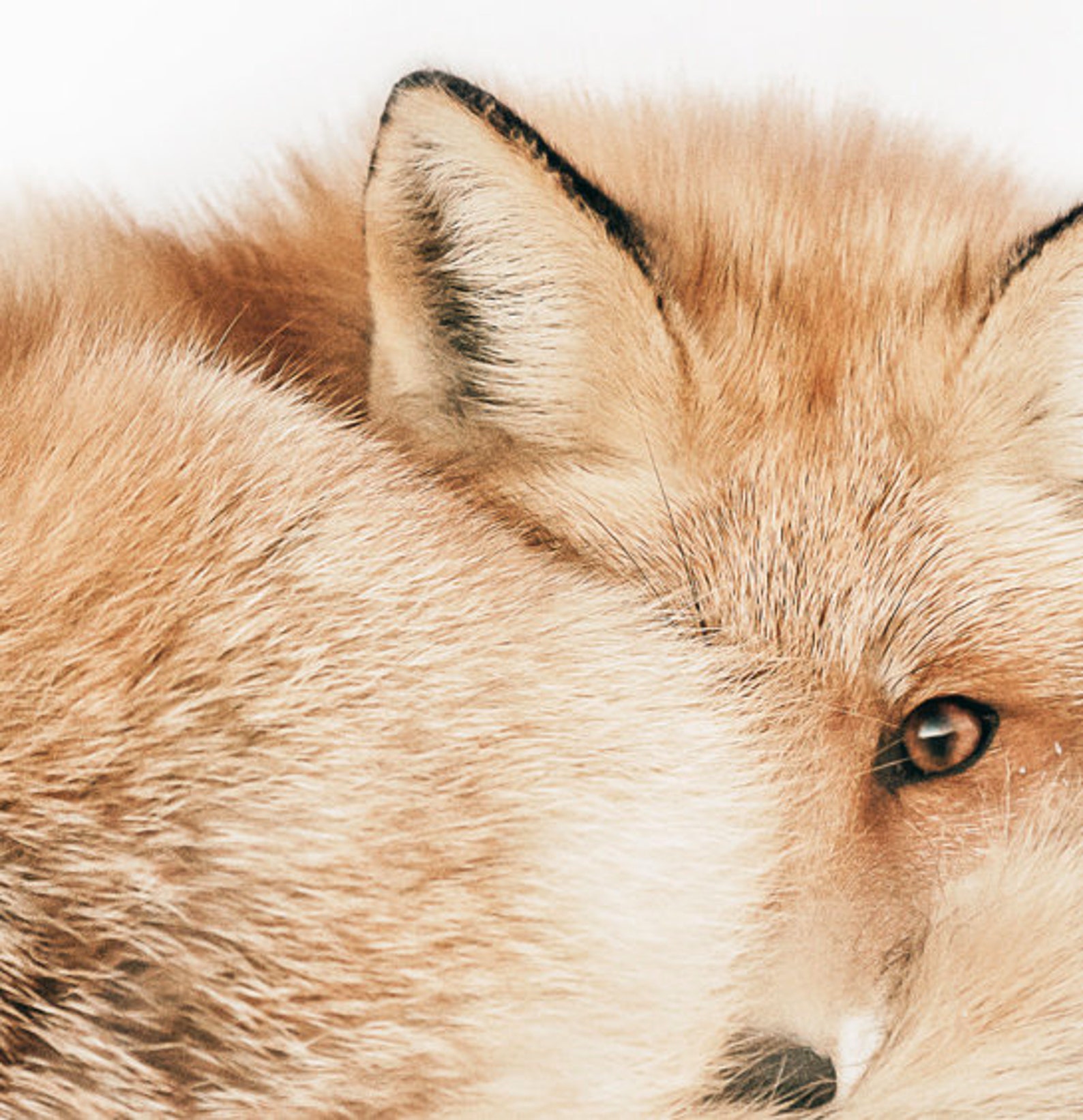 Fox Digital Print, Sleeping Fox Print, Fox in Snow, Nursery Print ...
