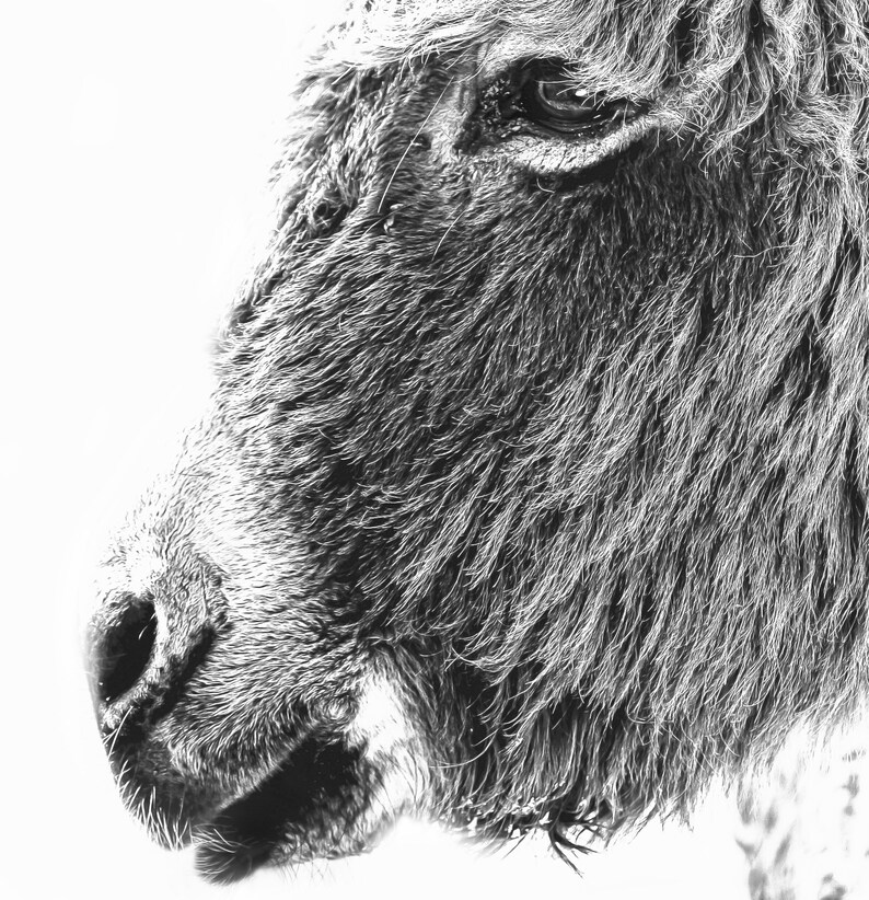 Donkey Print, Digital Download, Black and White Animal Art, Farm ...