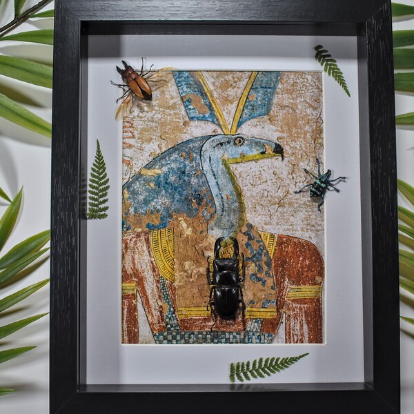 Entomology Display Box - Etsy