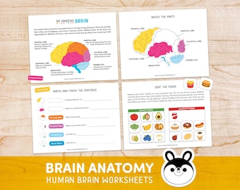 Human Anatomy, Busy Book, Human Body Game, Brain Anatomy, Homeschool ...