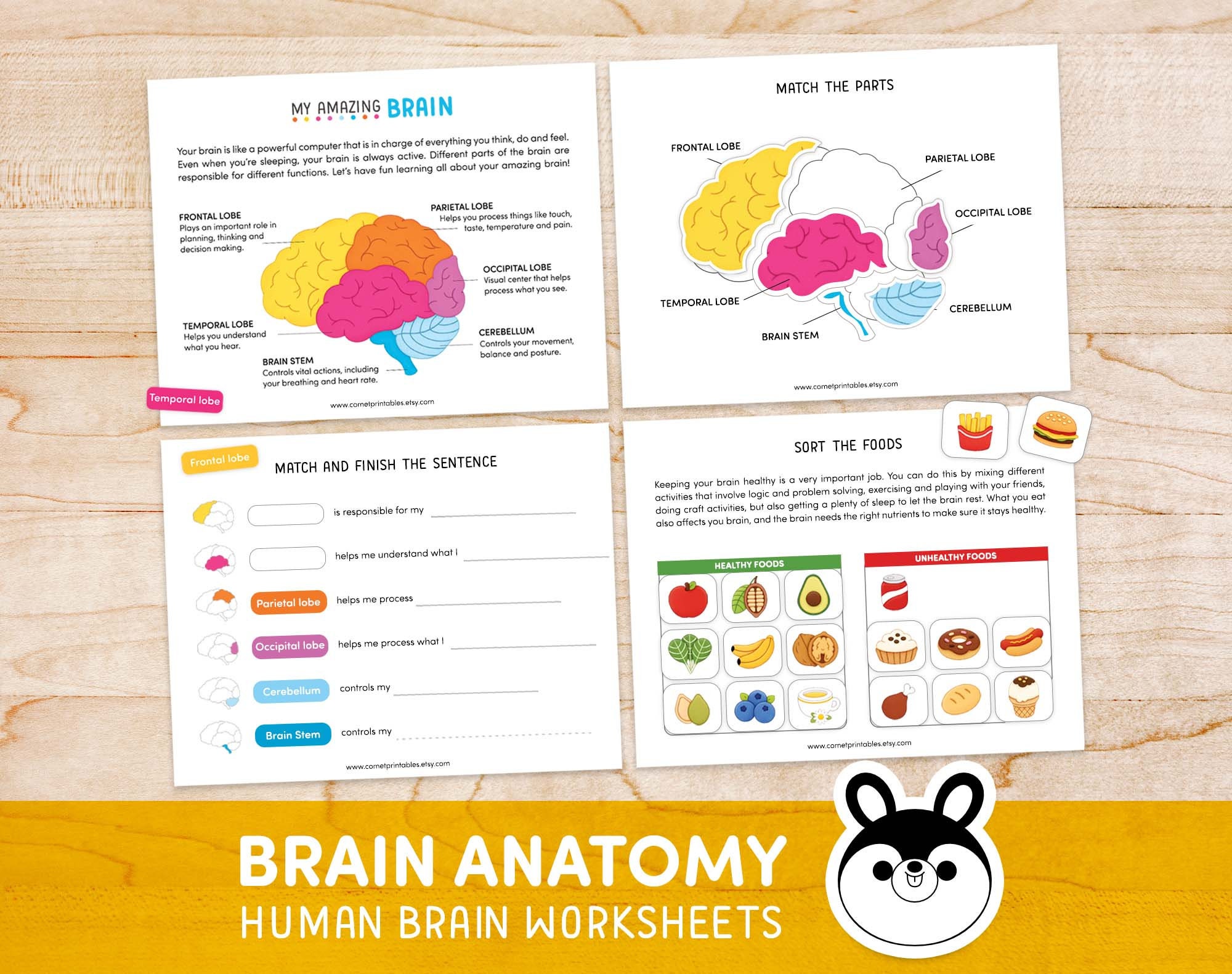 Human Brain Preschool Worksheet, Brain Anatomy Matching Activities ...
