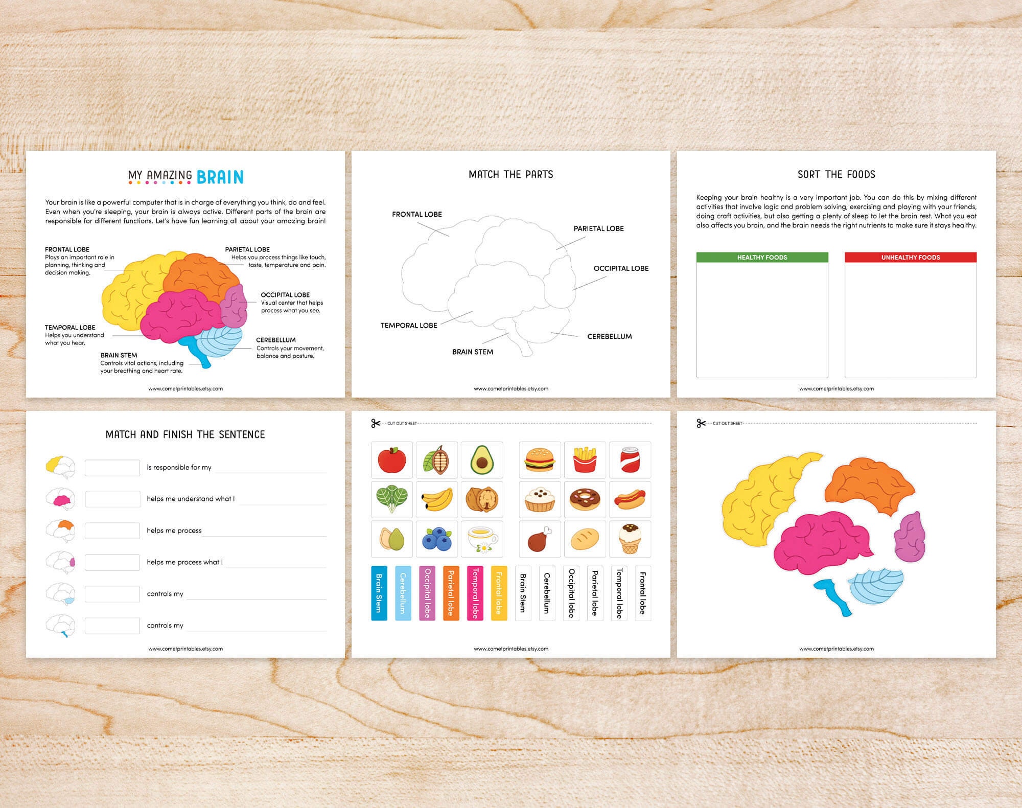 Human Brain Preschool Worksheet, Brain Anatomy Matching Activities ...