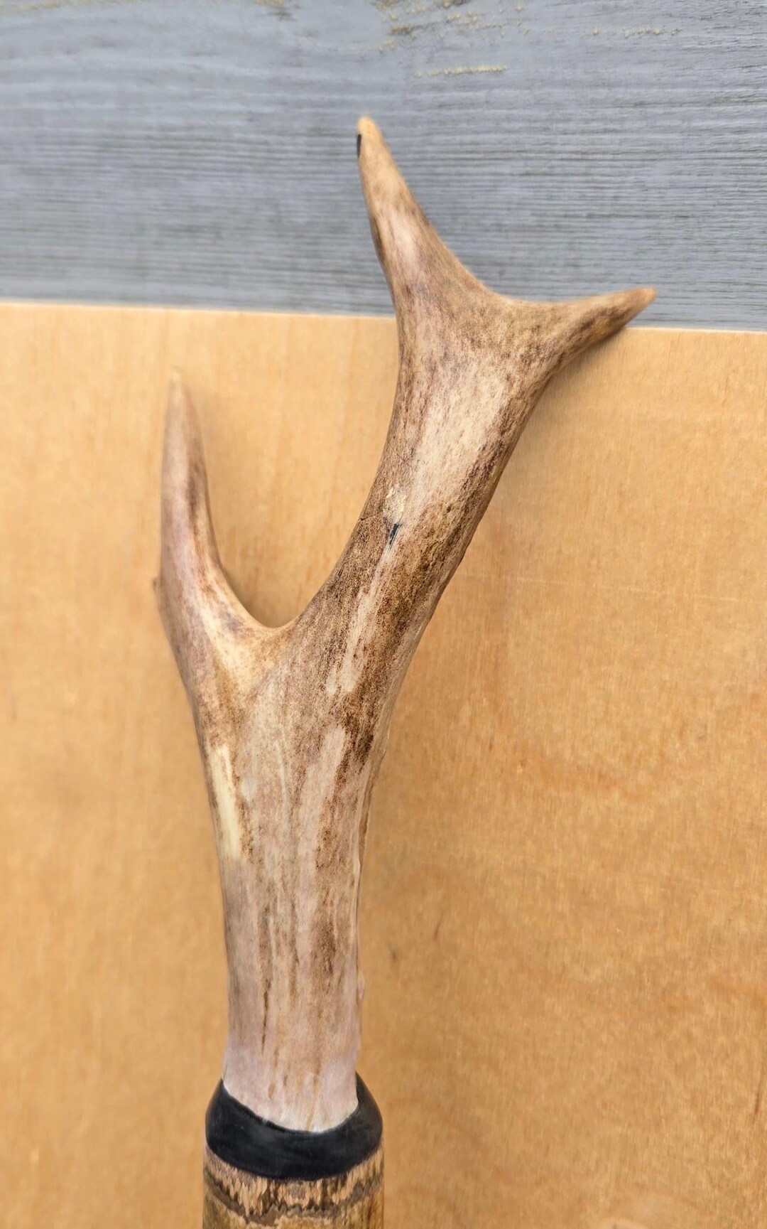 Hazel Country Stick With a Genuine Roe Deer 4 Point Antler Topper. - Etsy