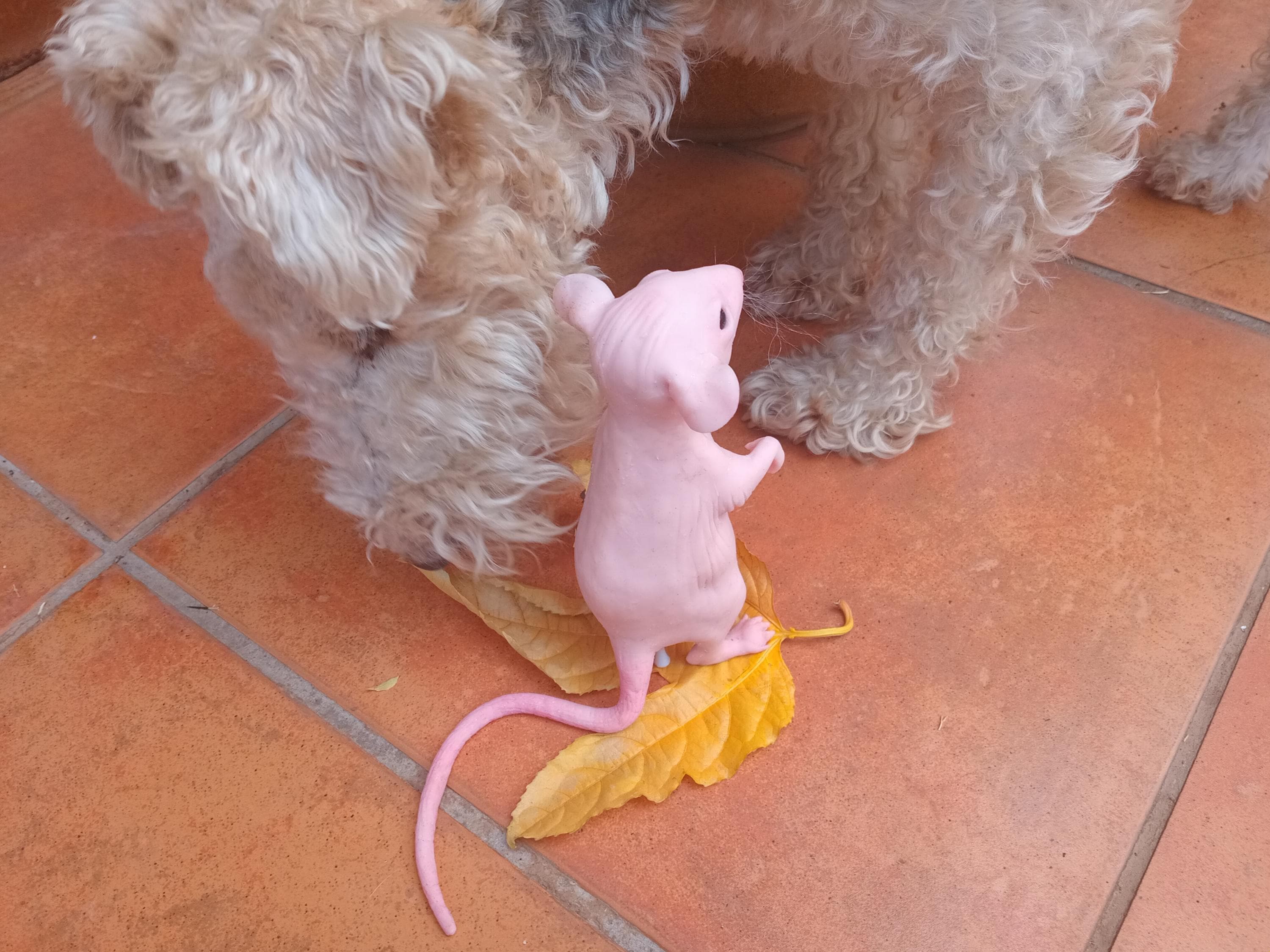 Nicholas – OOAK Silicone Hairless Rat Sculpture – Realistic Art Doll ...