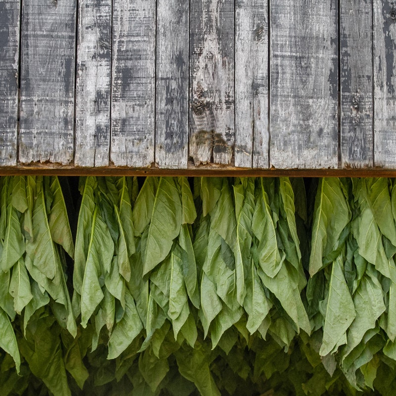 Tobacco Barn Painting - Etsy
