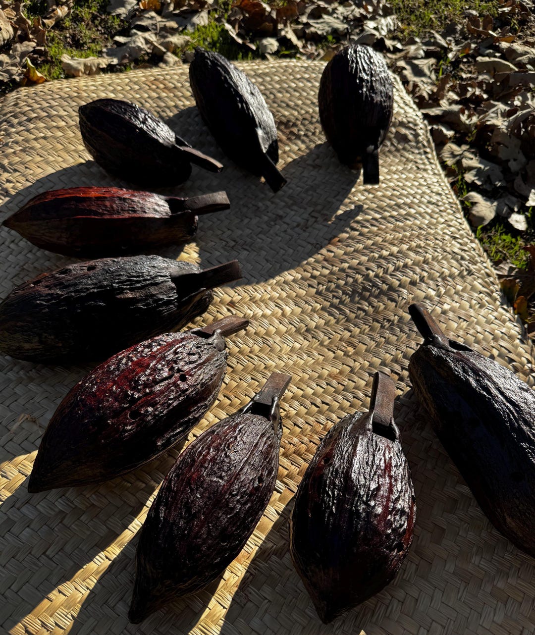 Natural Cacao Ocarina Flute Cacao Fruit Instrument Ceremonial Cacao 100 ...