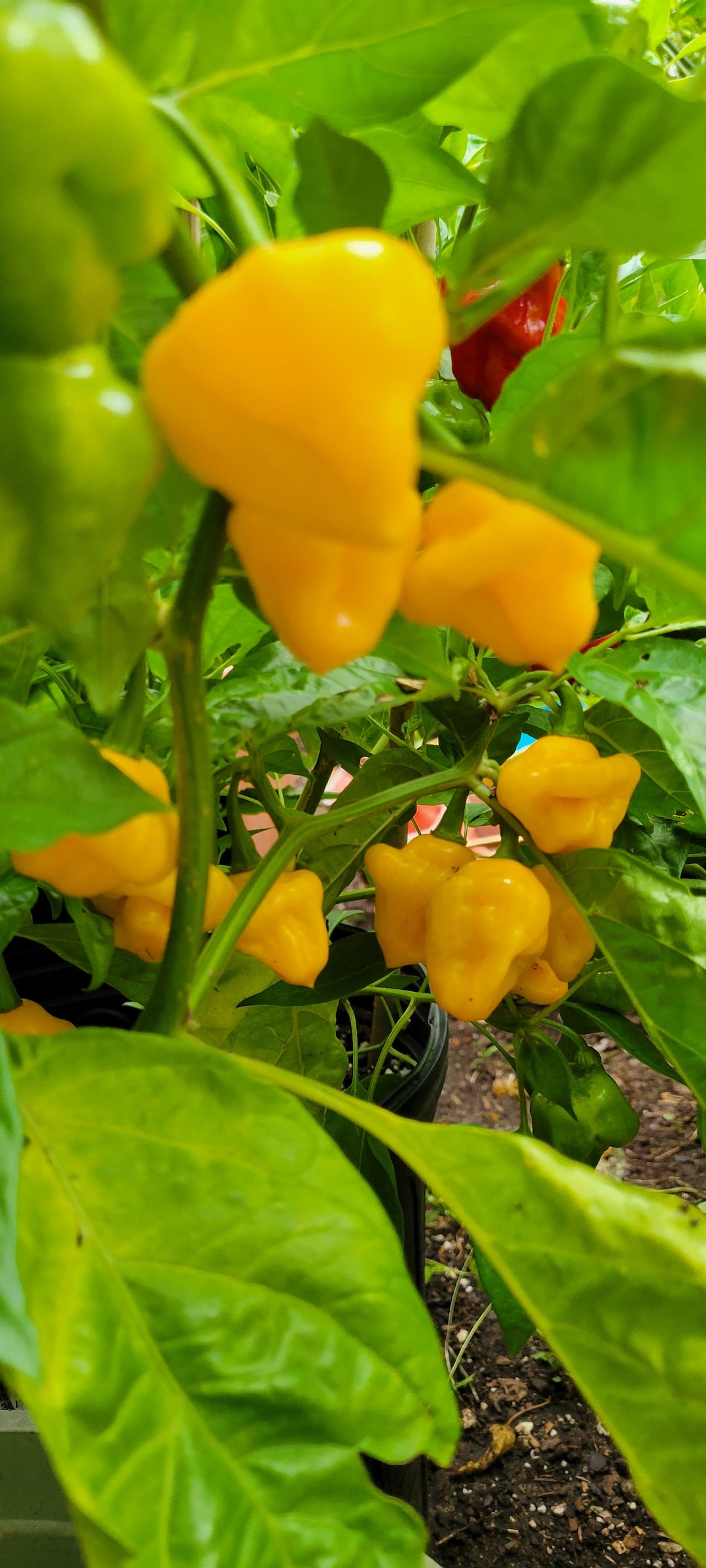 Trinidad Perfume Pepper Seeds - Etsy