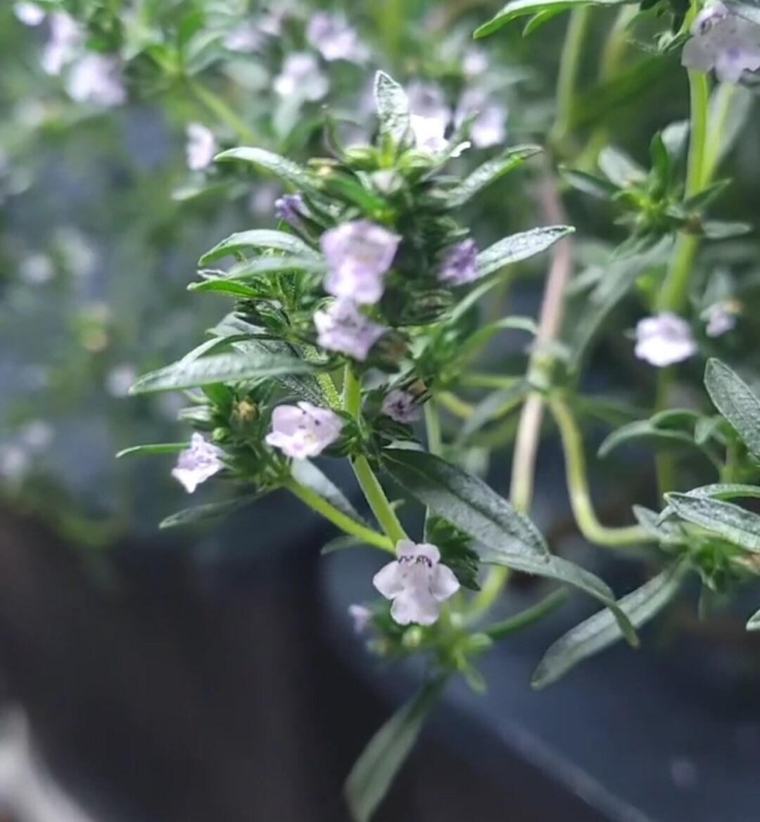Summer Savory (herb) - Etsy