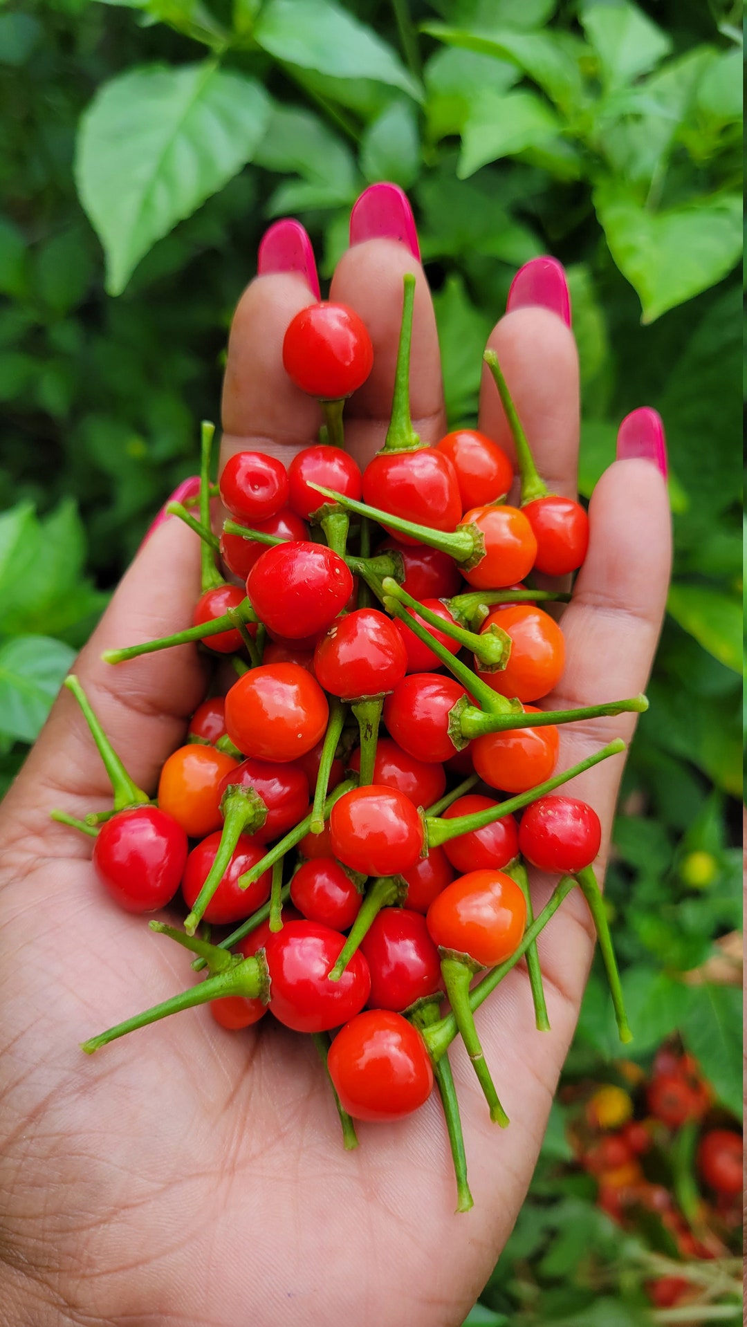 Fine Wiri Wiri Pepper Seeds - Etsy