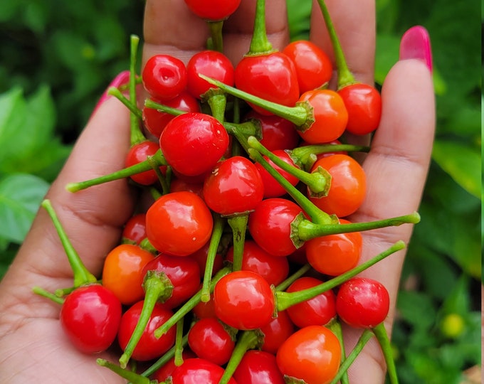 Fine Wiri Wiri Pepper Seeds - Etsy