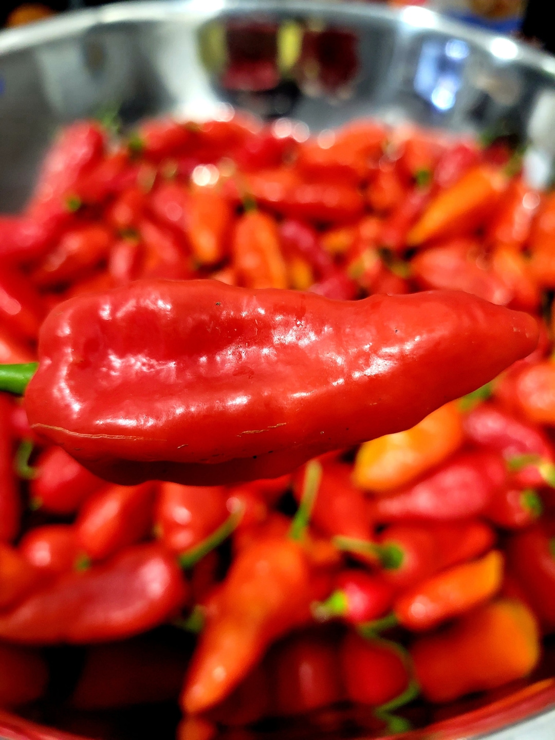 Guyana Tiger Teeth Pepper Seeds (organically Grown) - Etsy