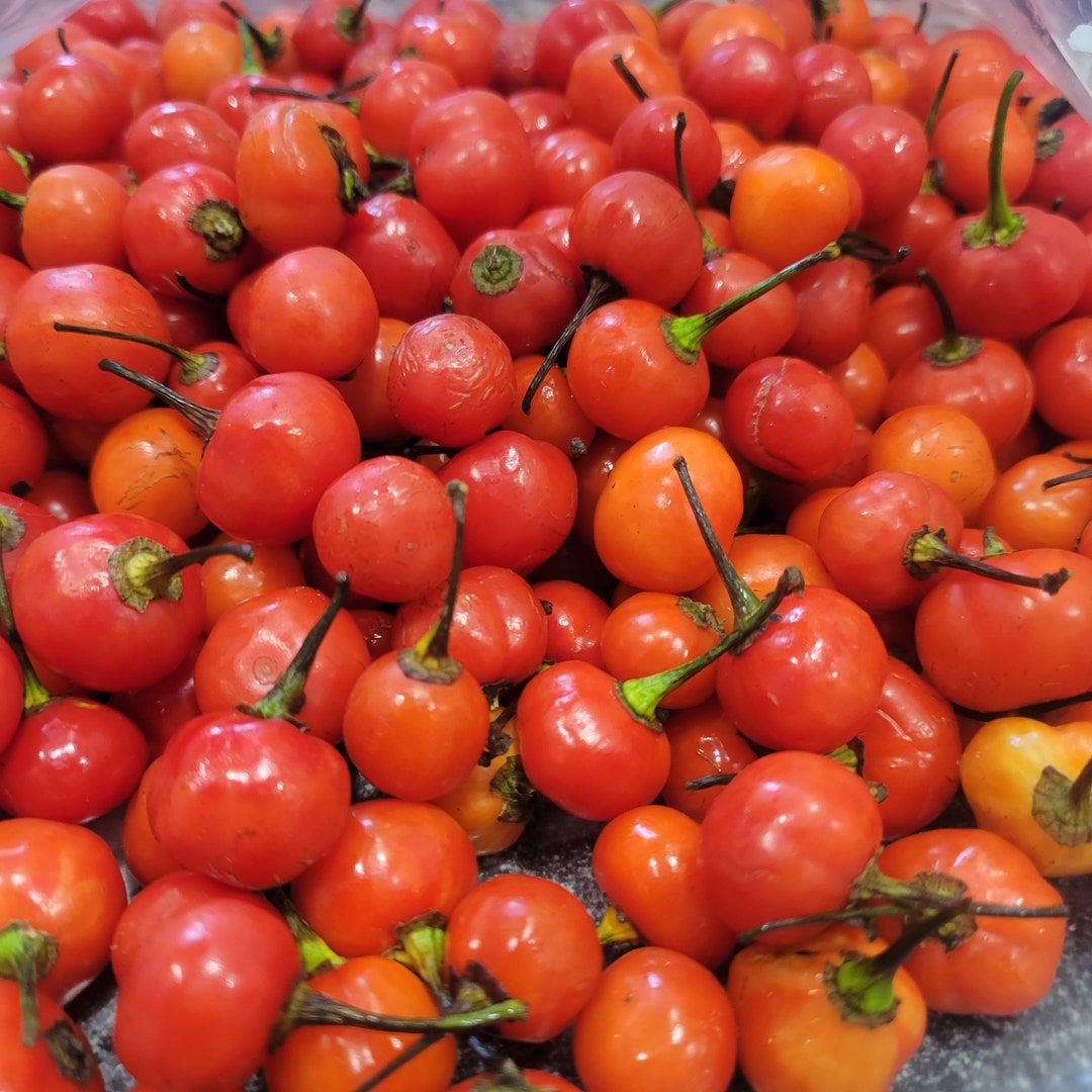 Authentic "big" Wiri Wiri Pepper Seeds (QTY 14) - Etsy