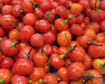 Yellow Wiri Wiri Heirloom Pepper Premium Seed Packet - Etsy