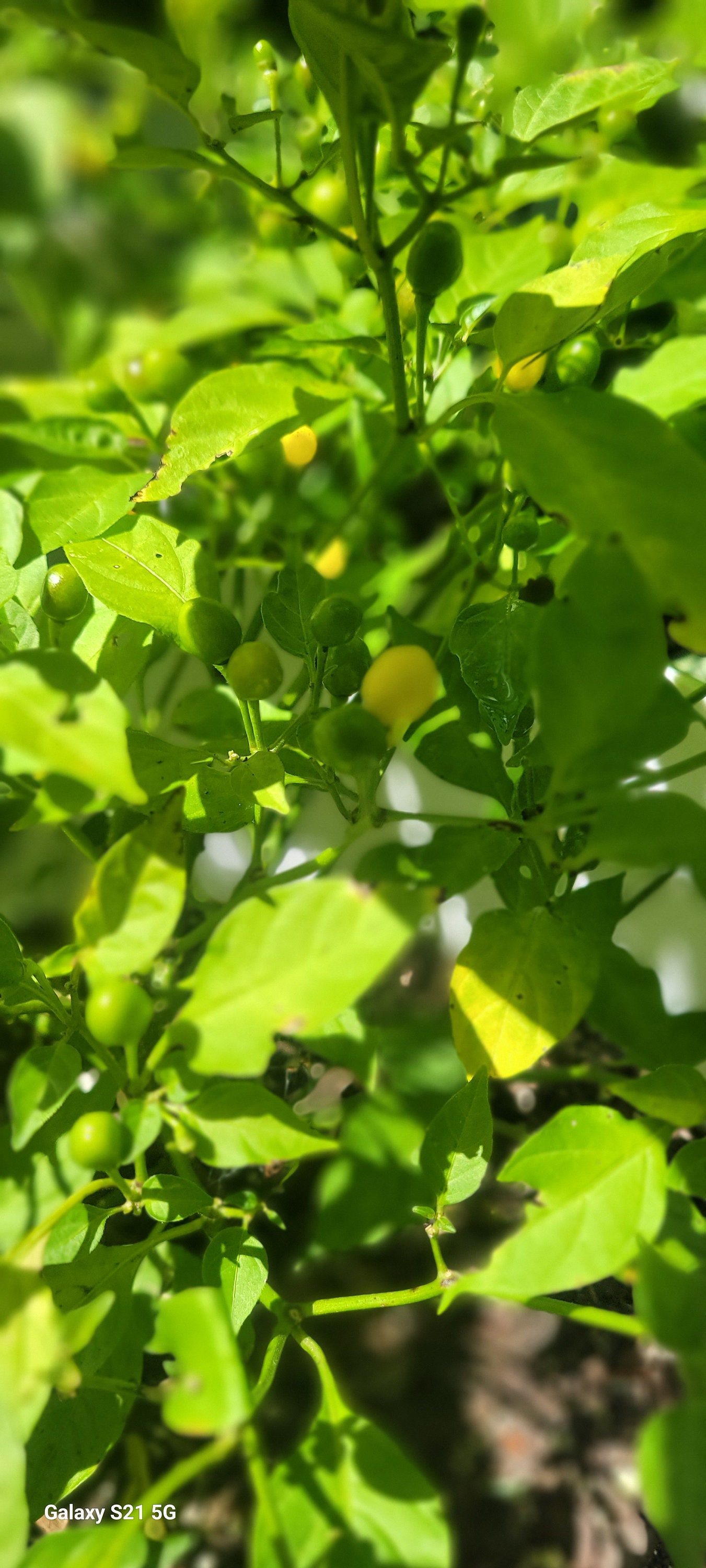 Wild Brazil Pepper Seeds - Etsy