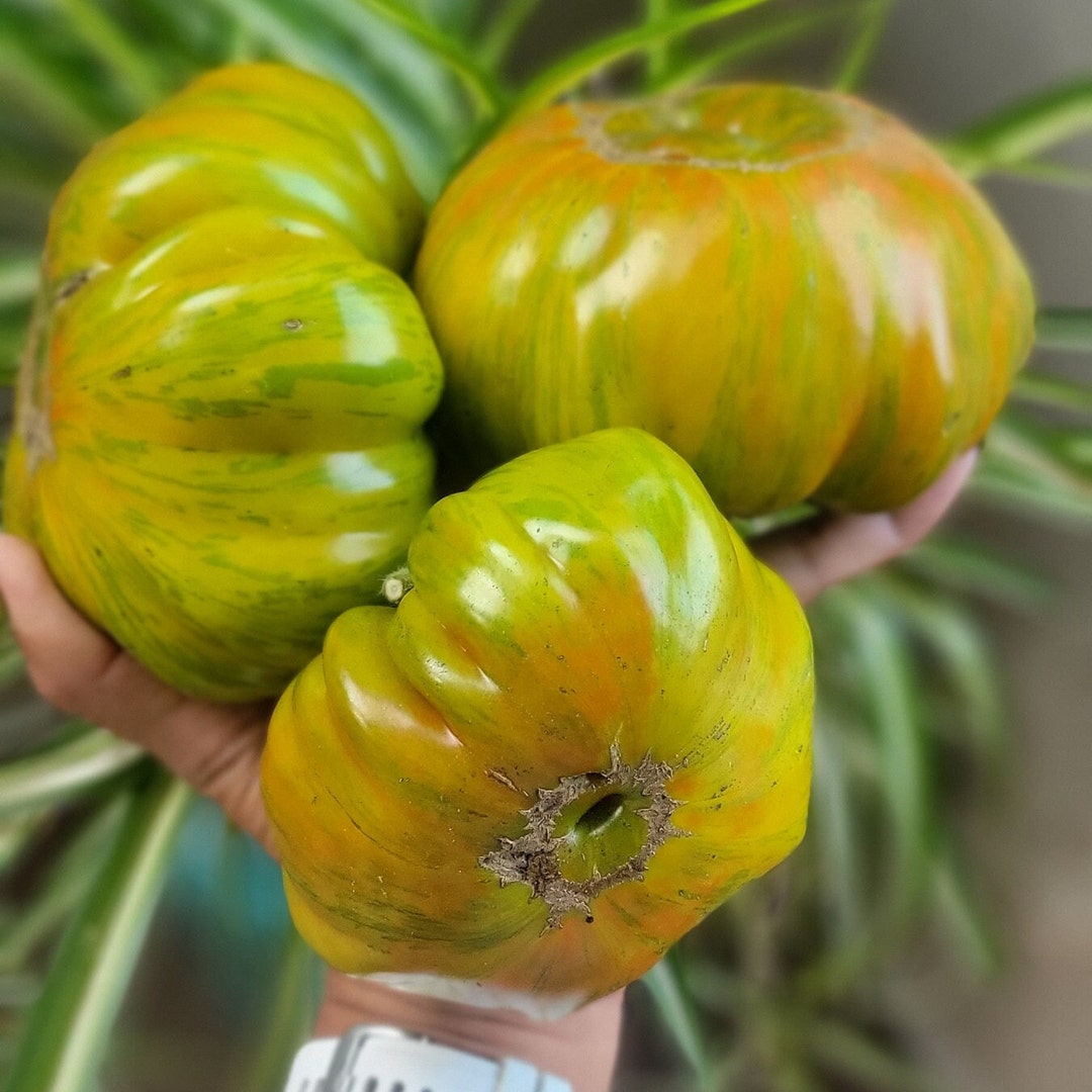 Berkley Green Tie Dye Tomato Seeds (organic) - Etsy