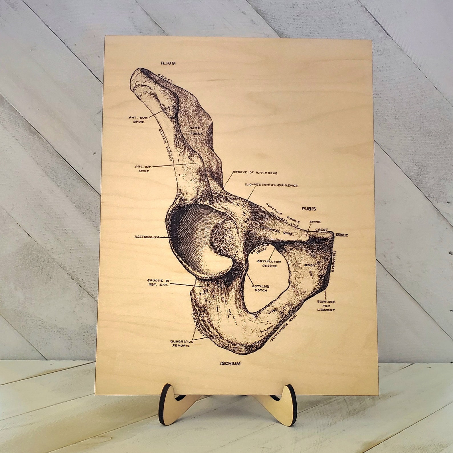 Anatomical Pelvis and Acetabulum Bone Plaque, Medical Office Decor ...