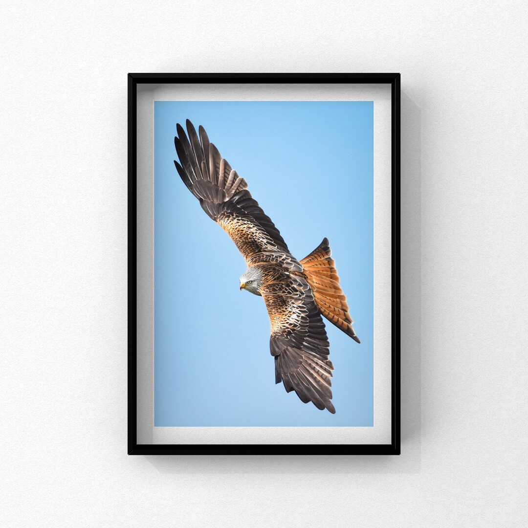 Red Kite Soaring Print/poster/wall Art/home Decor - Etsy UK