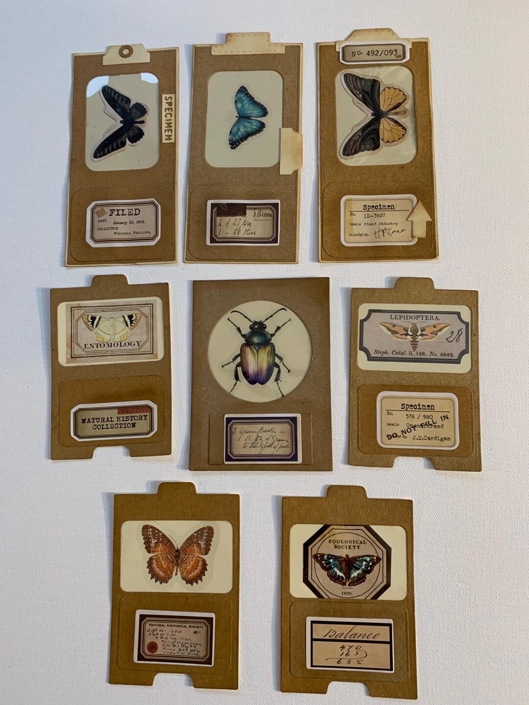 8 Insect Specimen Cards - Etsy