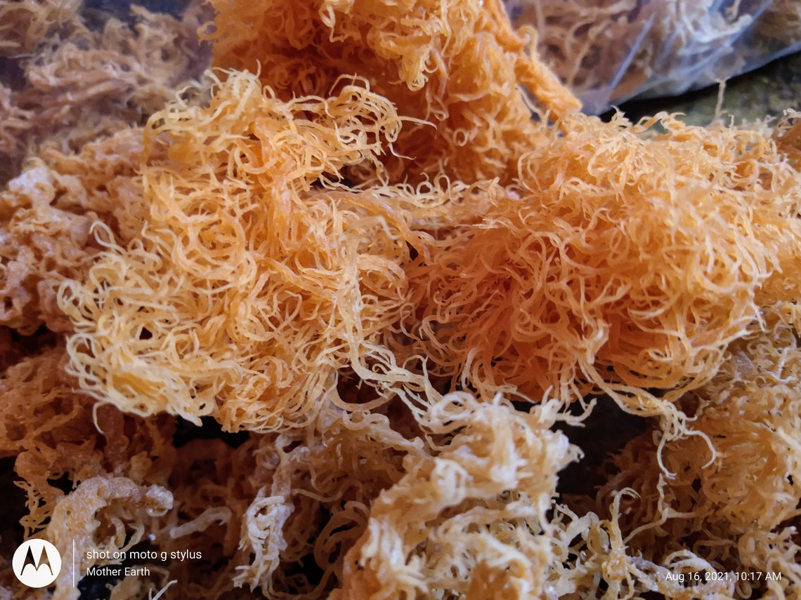 Dried Sea Moss Wildcrafted From Grenada, This is Best Sea Moss ...