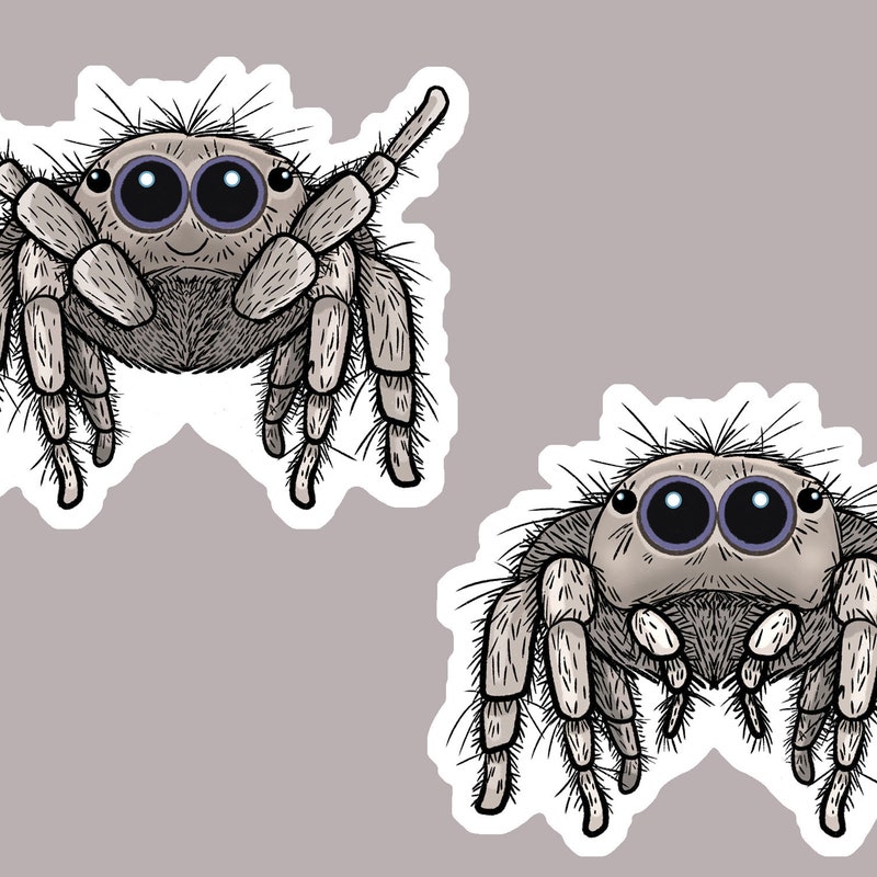 Car Decal Jumping Spider - Etsy