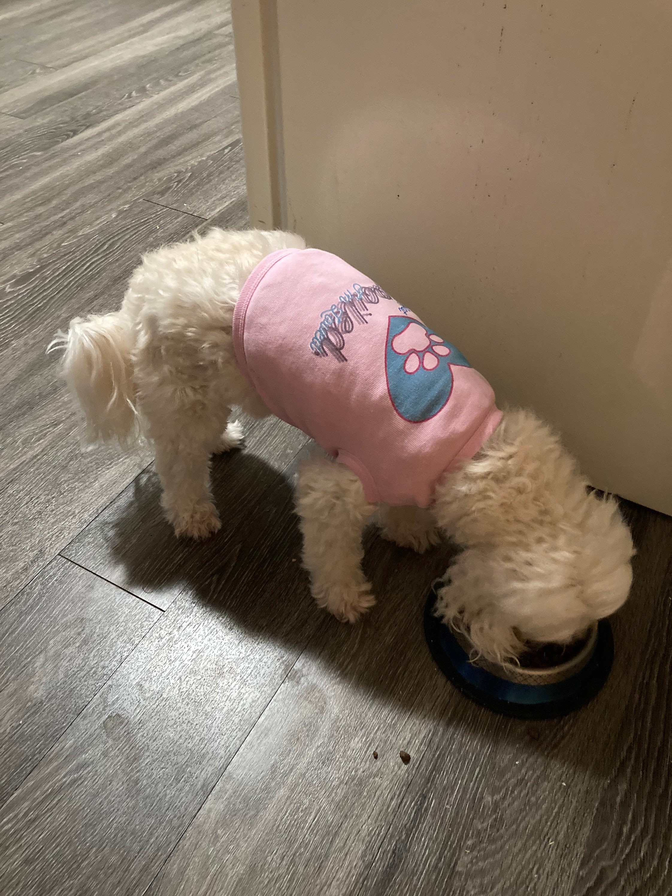 Sassy but Adorable Pet Tank pink - Etsy